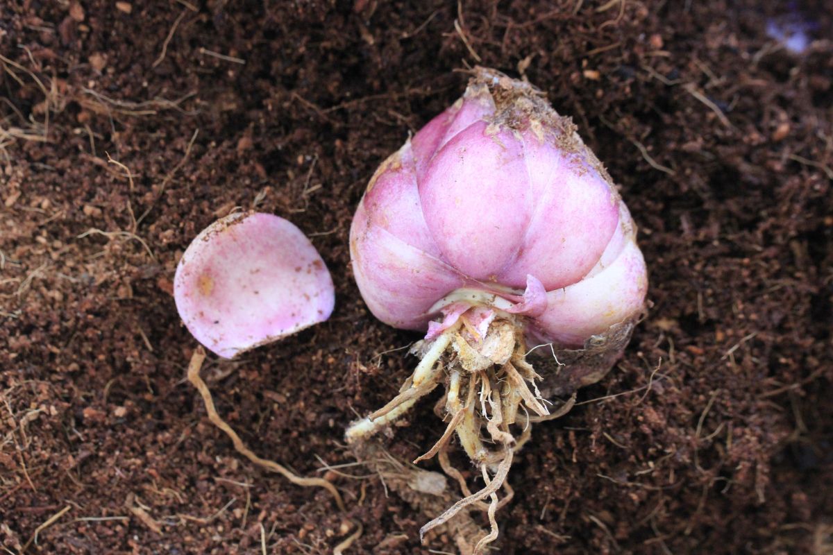 How To Grow Lilies From Scales The Seed Collection